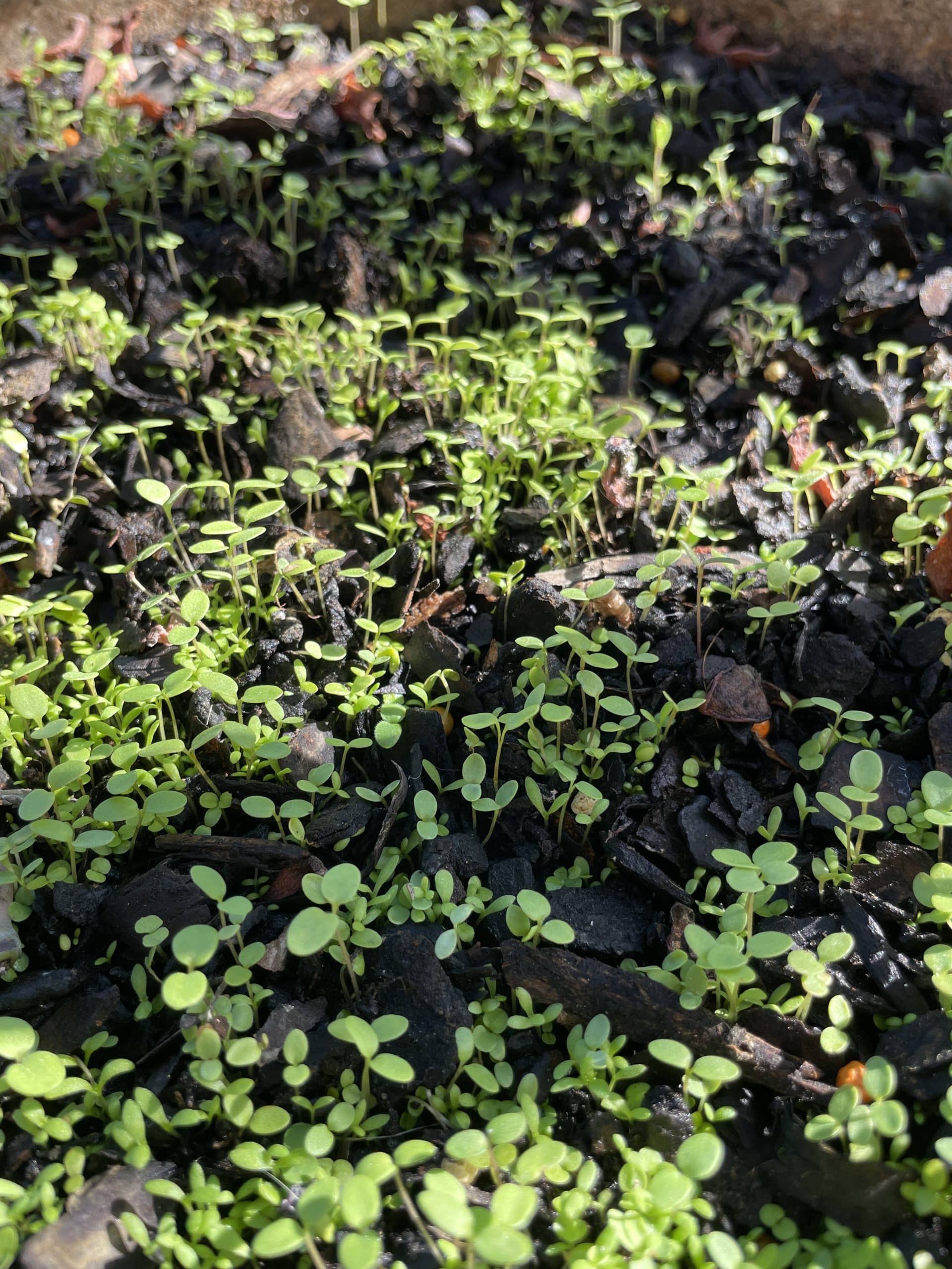 Ultimate Tips: How to Plant Seed Paper in 4 Easy Steps